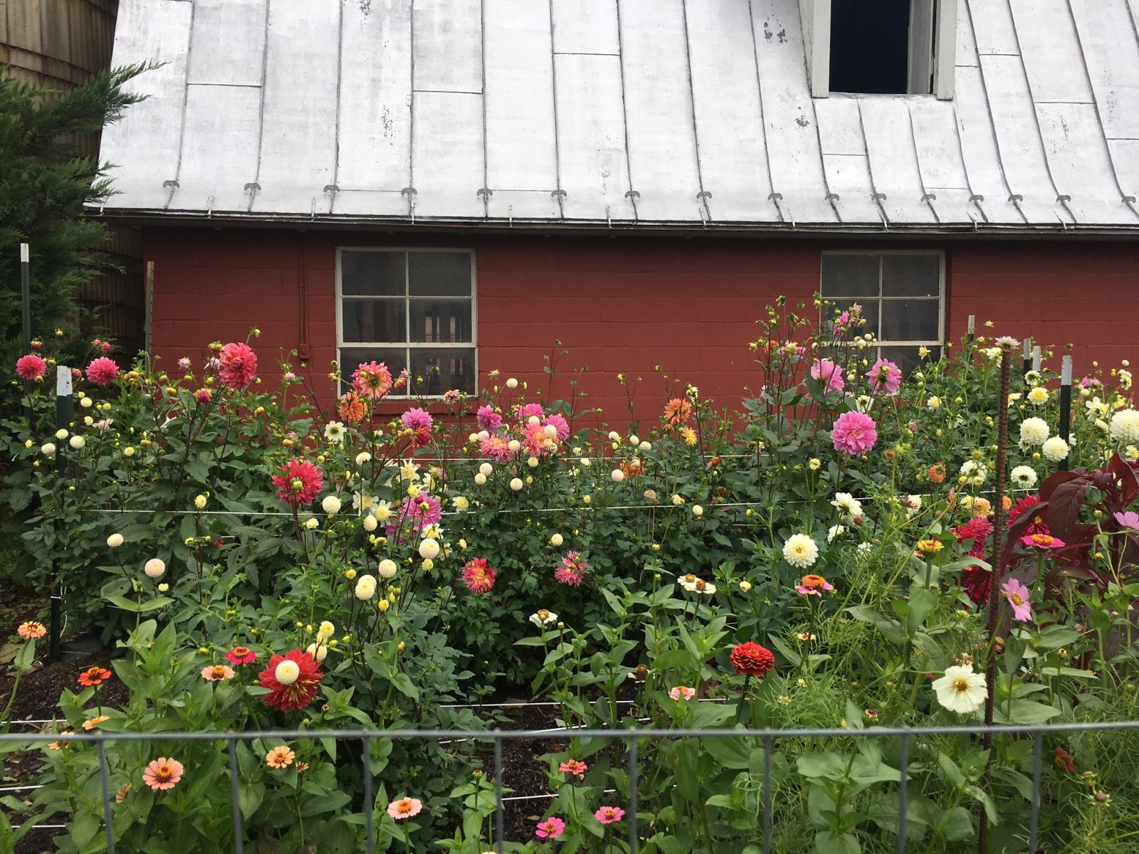 Flowerstock at Hope Flower Farm | blossomthymehillflowerfarm.com