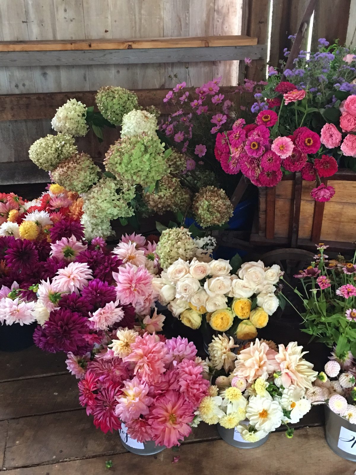 Flowerstock at Hope Flower Farm | blossomthymehillflowerfarm.com