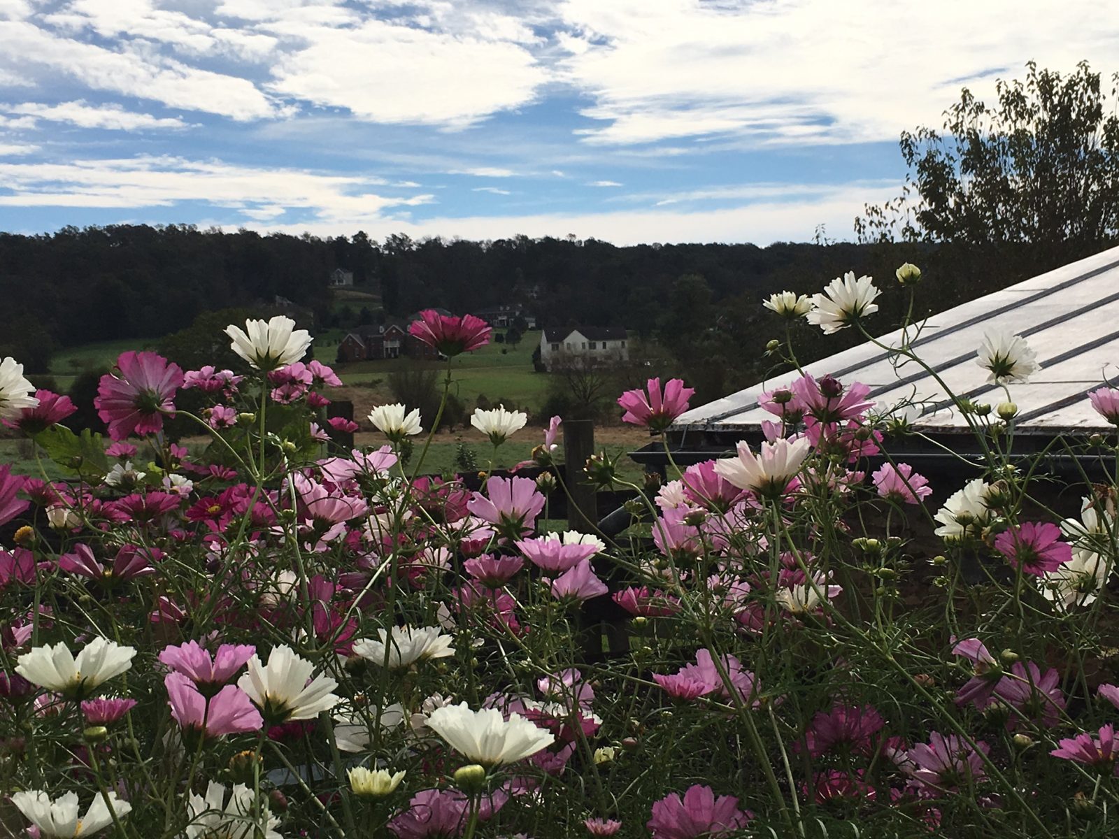 Flowerstock at Hope Flower Farm | blossomthymehillflowerfarm.com